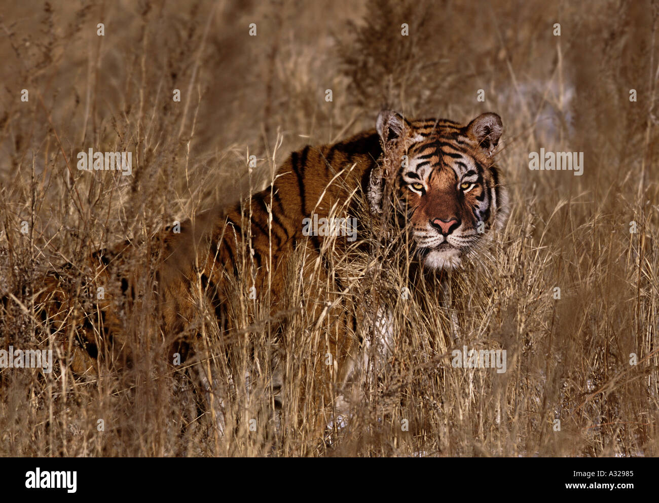 Siberian Tiger in long grass China Stock Photo - Alamy