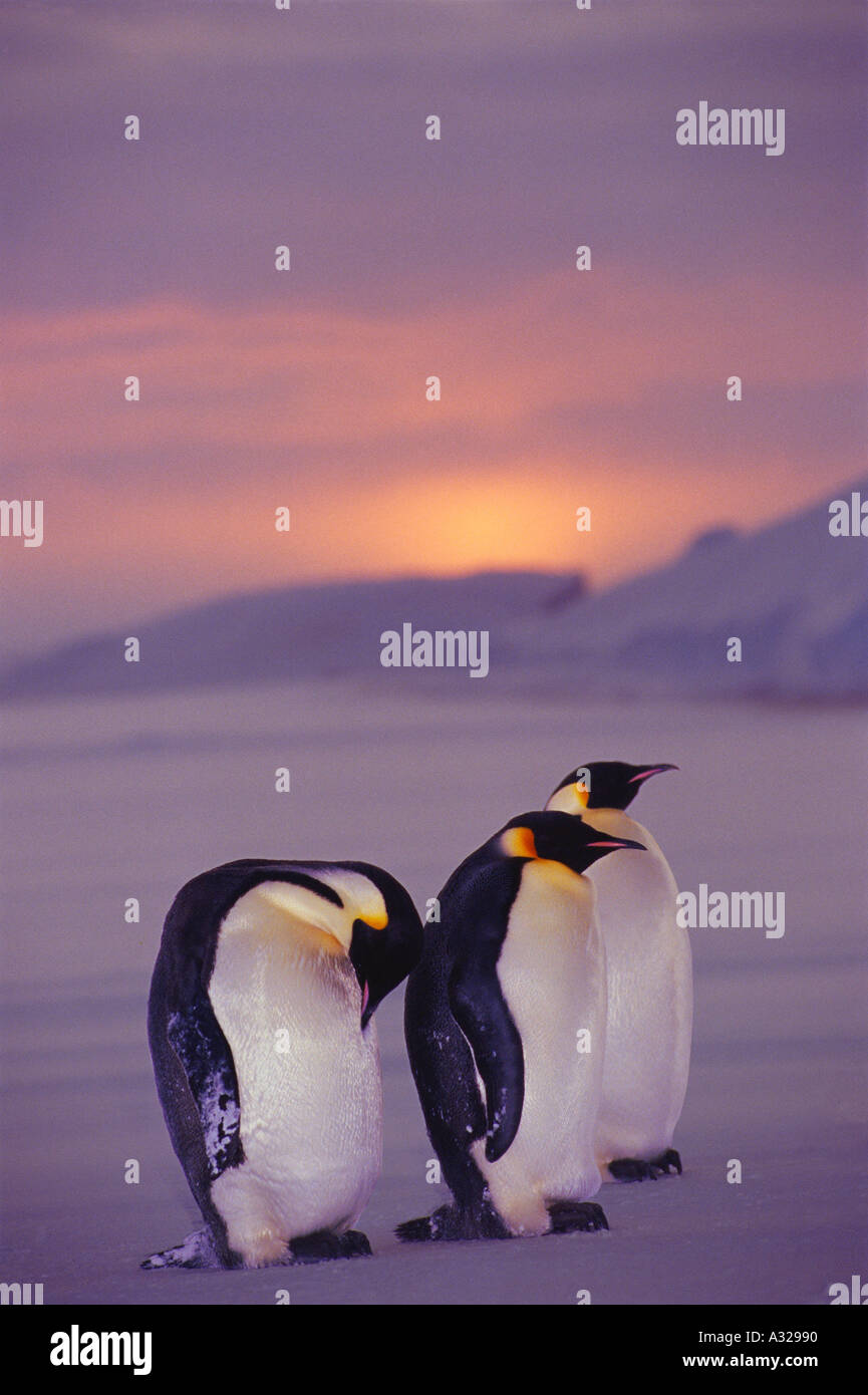 Antarctic Penguin Sunset High Resolution Stock Photography and Images ...