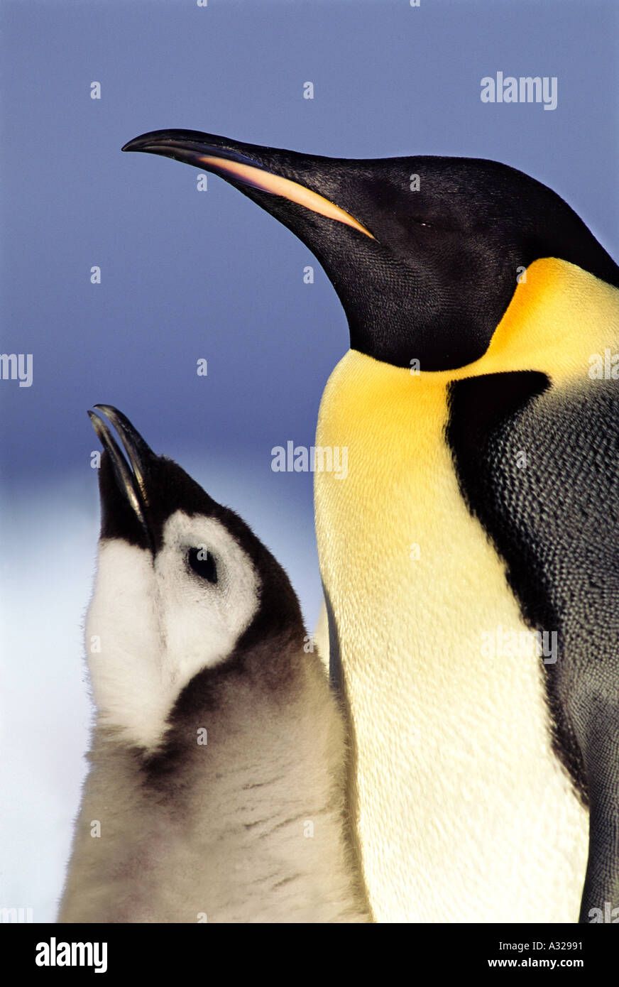 Emperor penguins Antarctica Stock Photo - Alamy