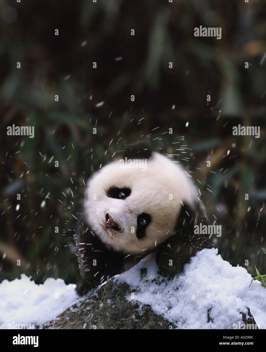 Baby panda bears hi-res stock photography and images - Alamy