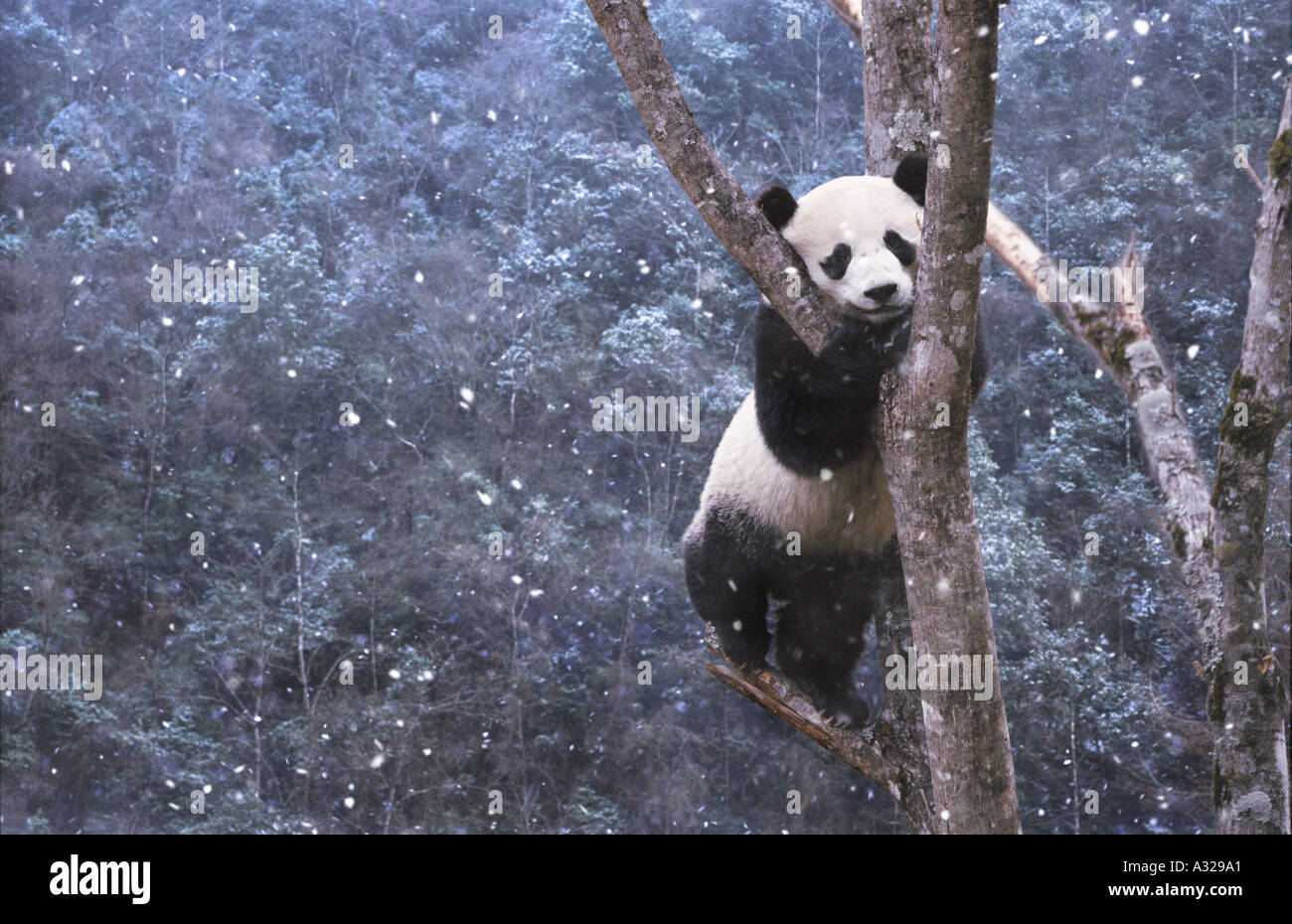 Panda Tree Snow