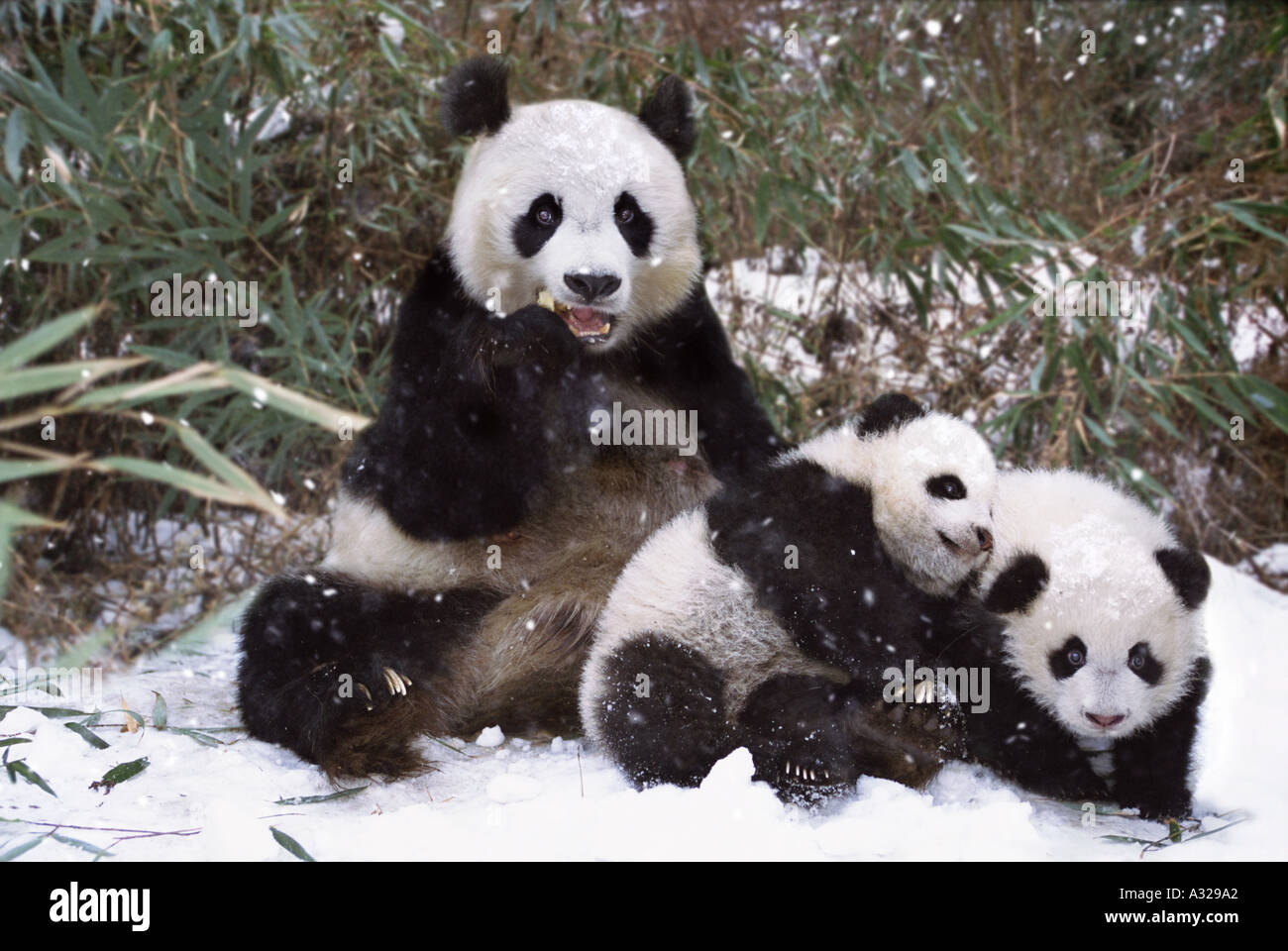 Panda mother and twin cubs in the snow Sichuan China Stock Photo - Alamy