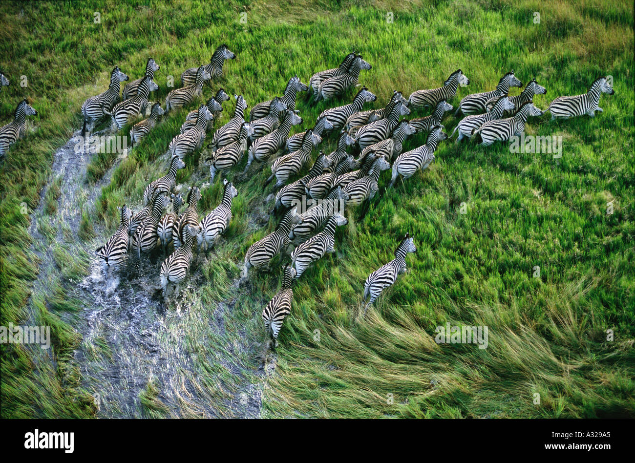 Zebras Running In A Herd