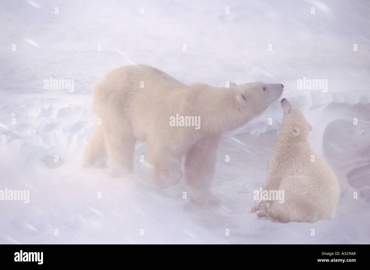 Bear in a blizzard hi-res stock photography and images - Alamy