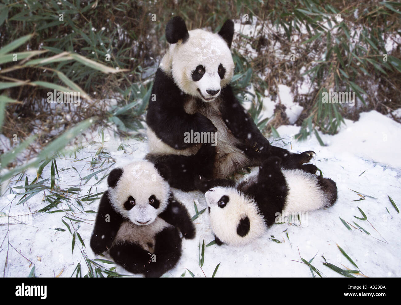 Panda playing snow hi-res stock photography and images - Alamy