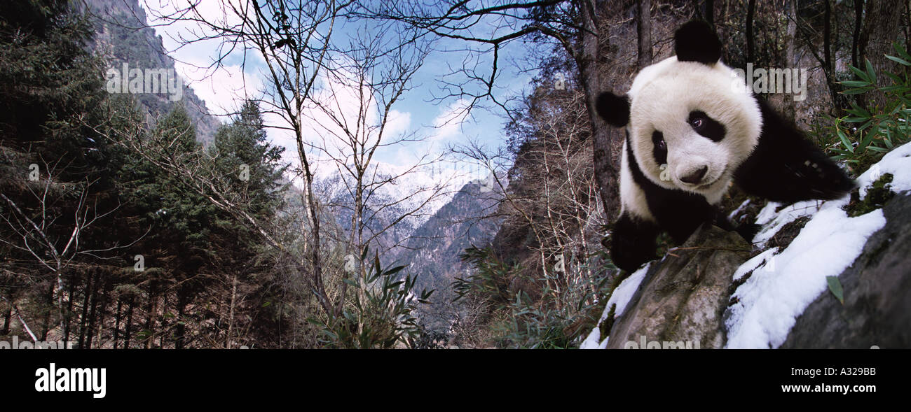 Giant panda Sichuan China Stock Photo - Alamy