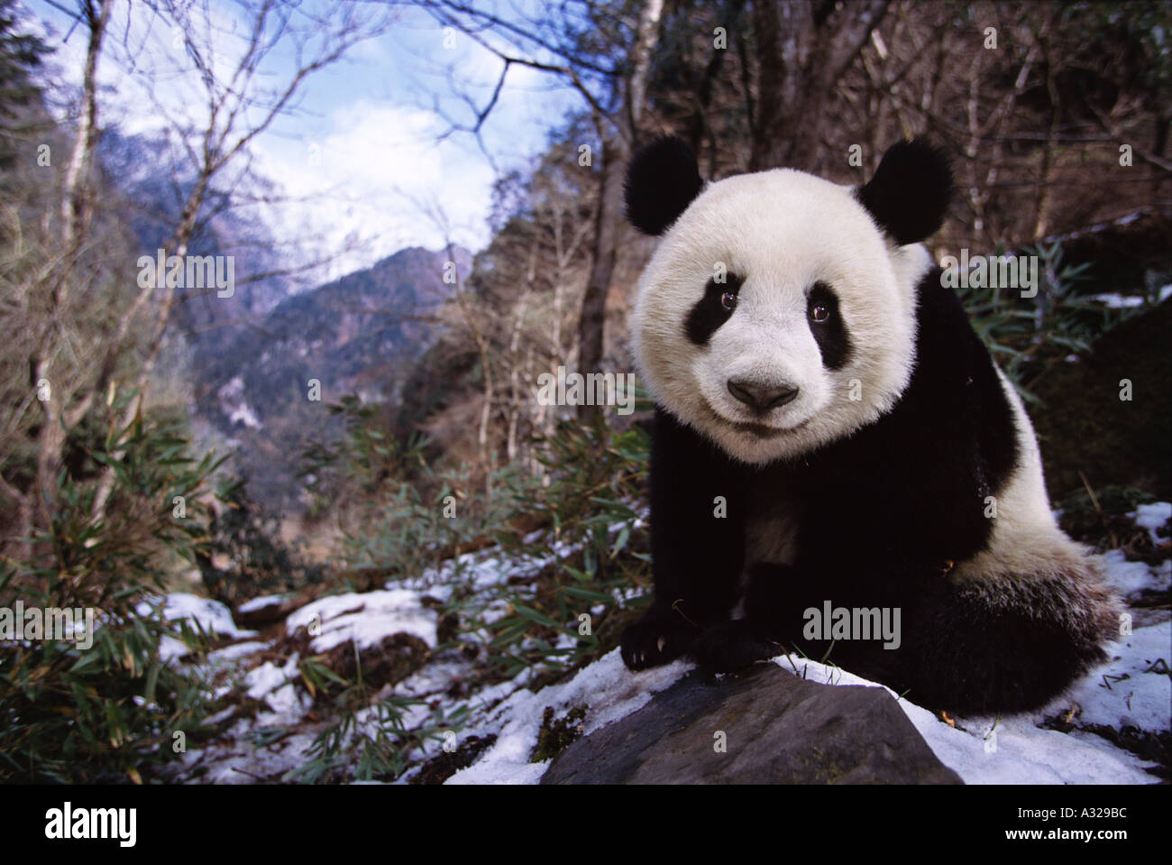 Giant panda Sichuan China Stock Photo - Alamy