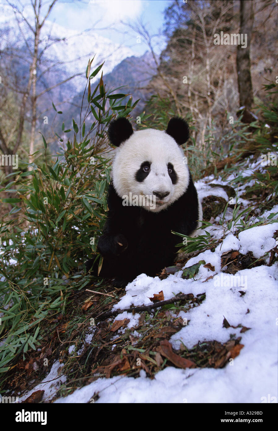 Giant panda Sichuan China Stock Photo - Alamy