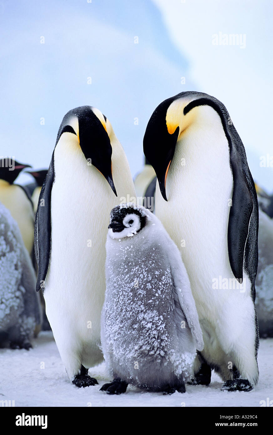 Cute penguins antartica hi-res stock photography and images - Alamy