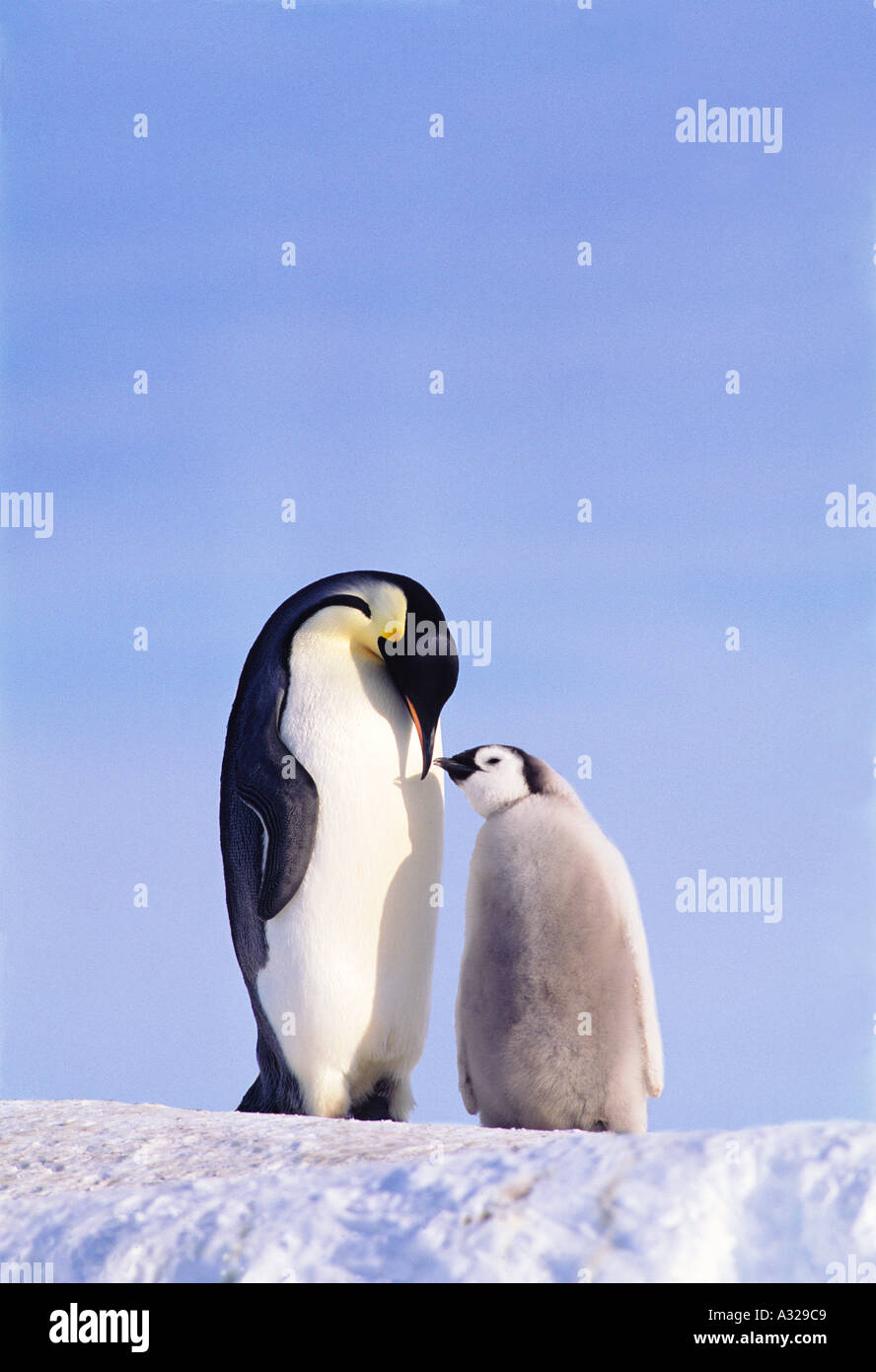 Atka bay hi-res stock photography and images - Alamy