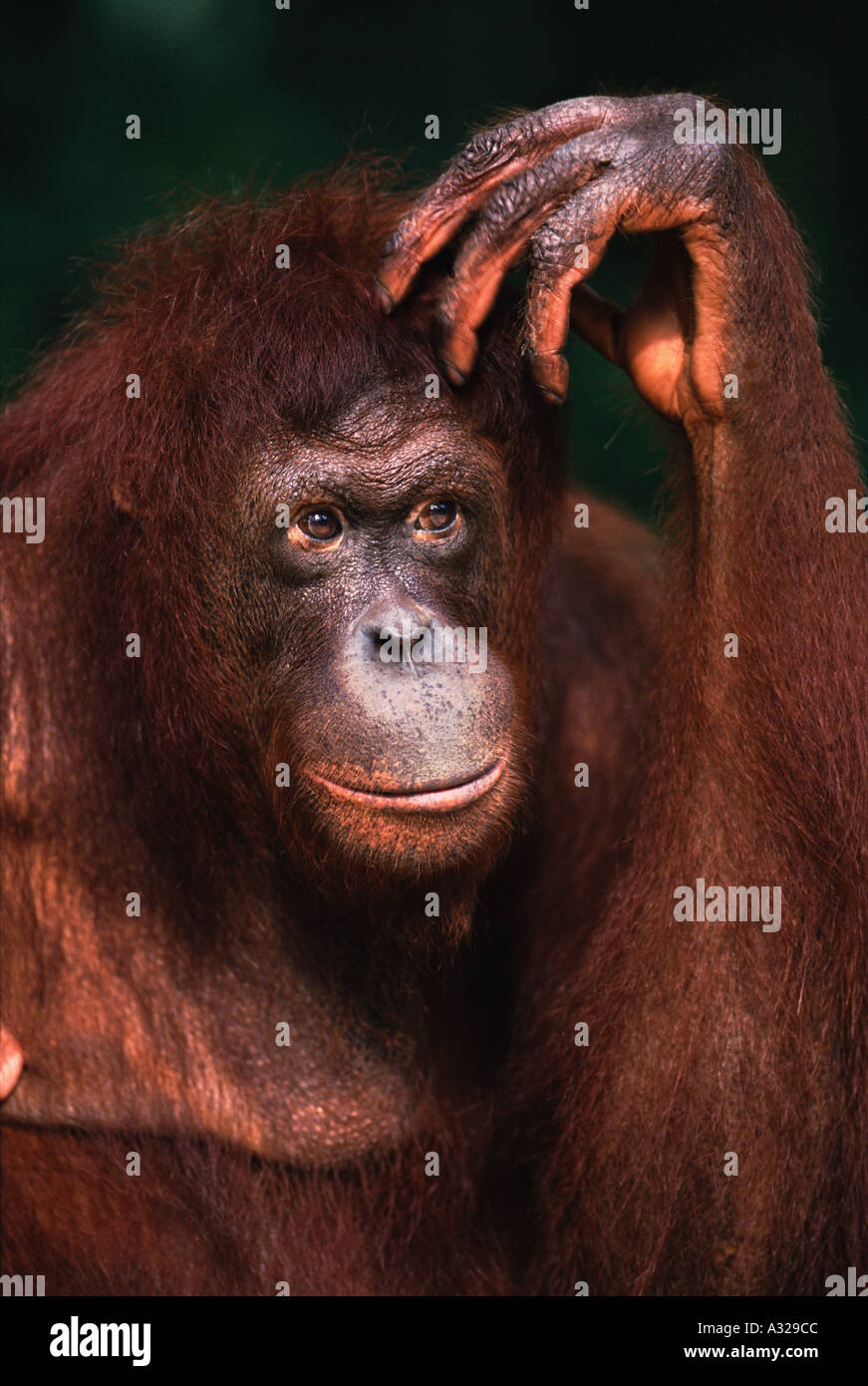 Monkey Scratching Head Stock Photos & Monkey Scratching Head Stock ...