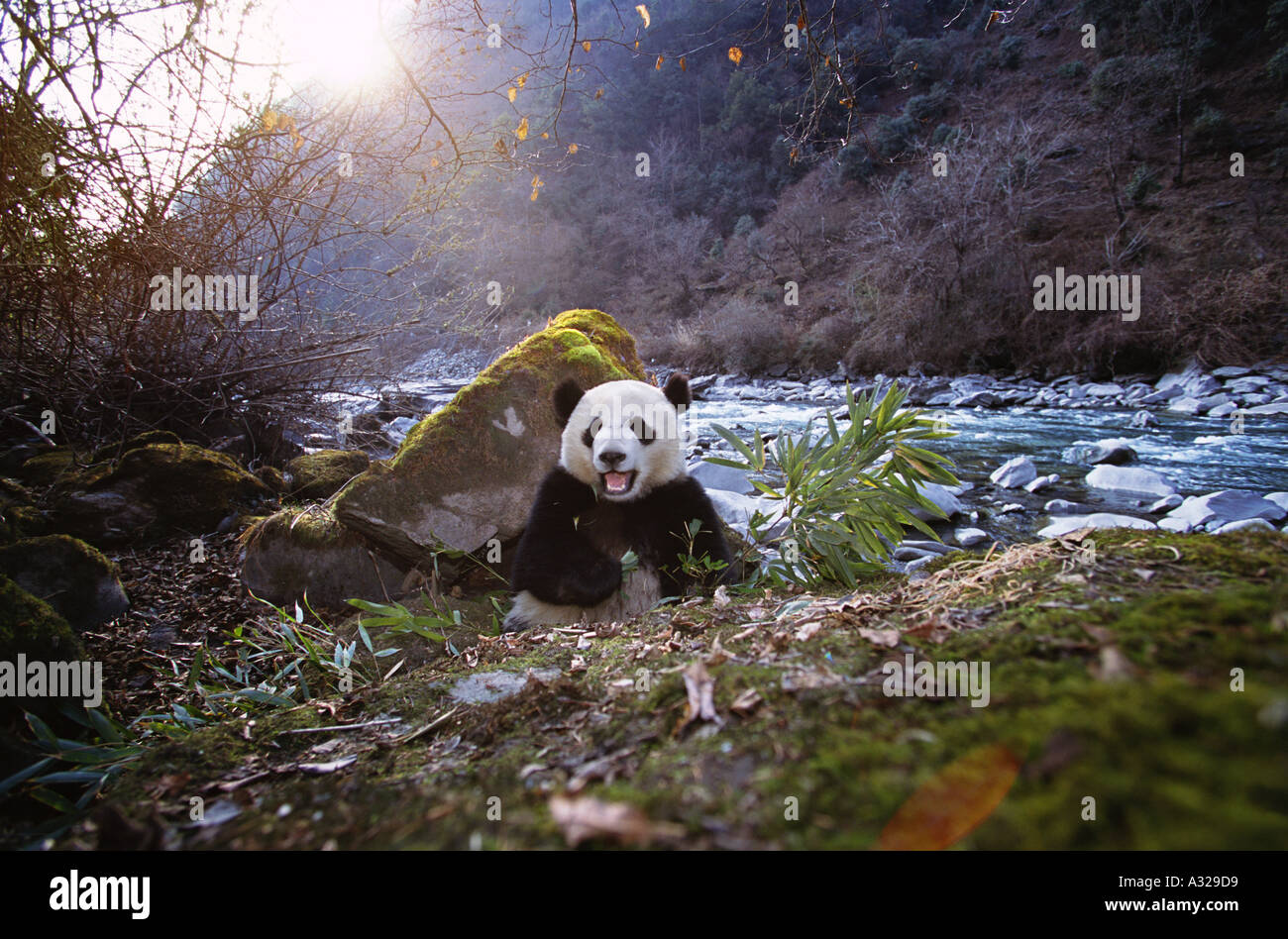 Giant panda beside the river Sichuan China Stock Photo - Alamy