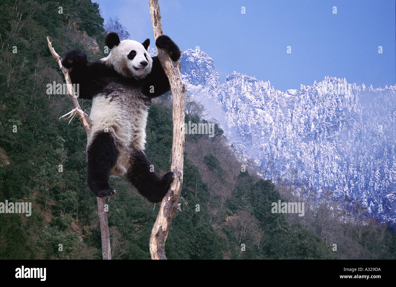 Giant Panda Climbing Tree