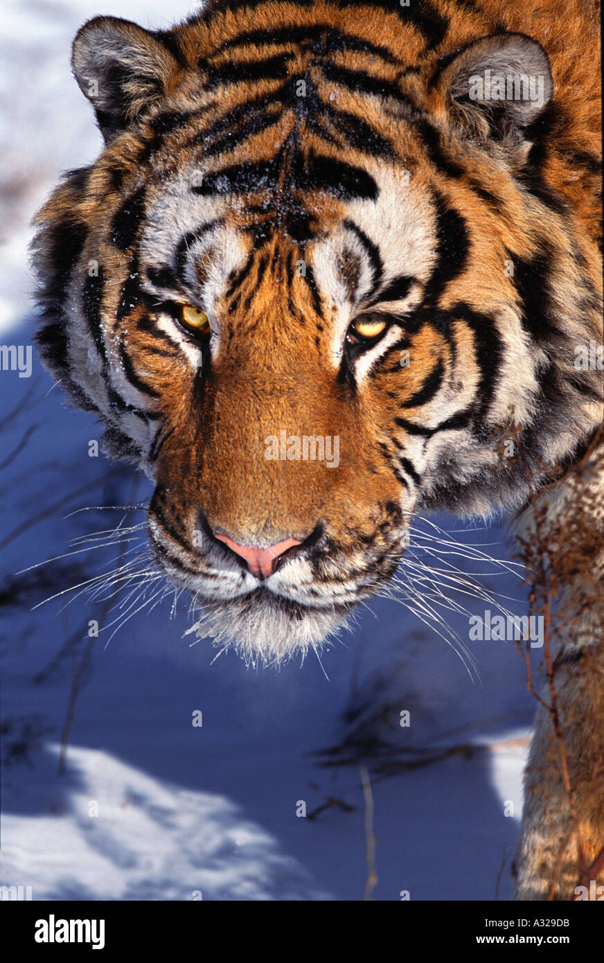 Siberian tiger China Stock Photo - Alamy