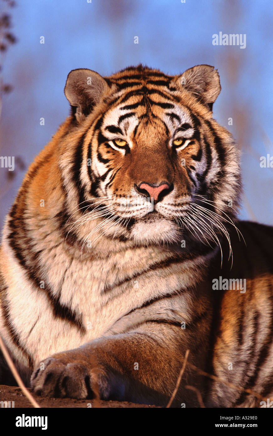 Siberian Tiger China Stock Photo - Alamy