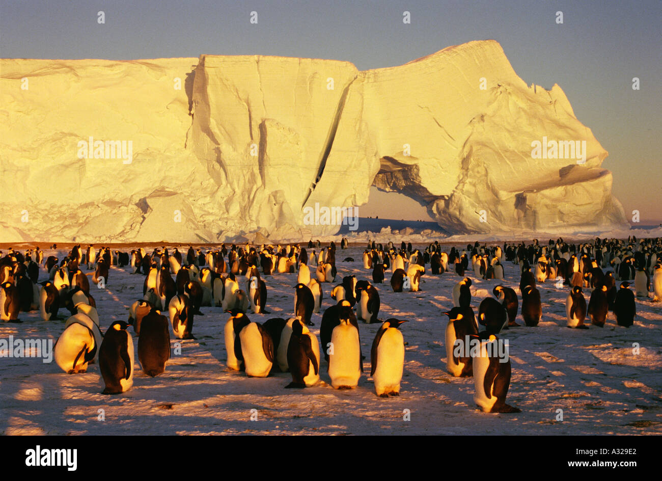 Emperor penguins Antarctica Stock Photo - Alamy