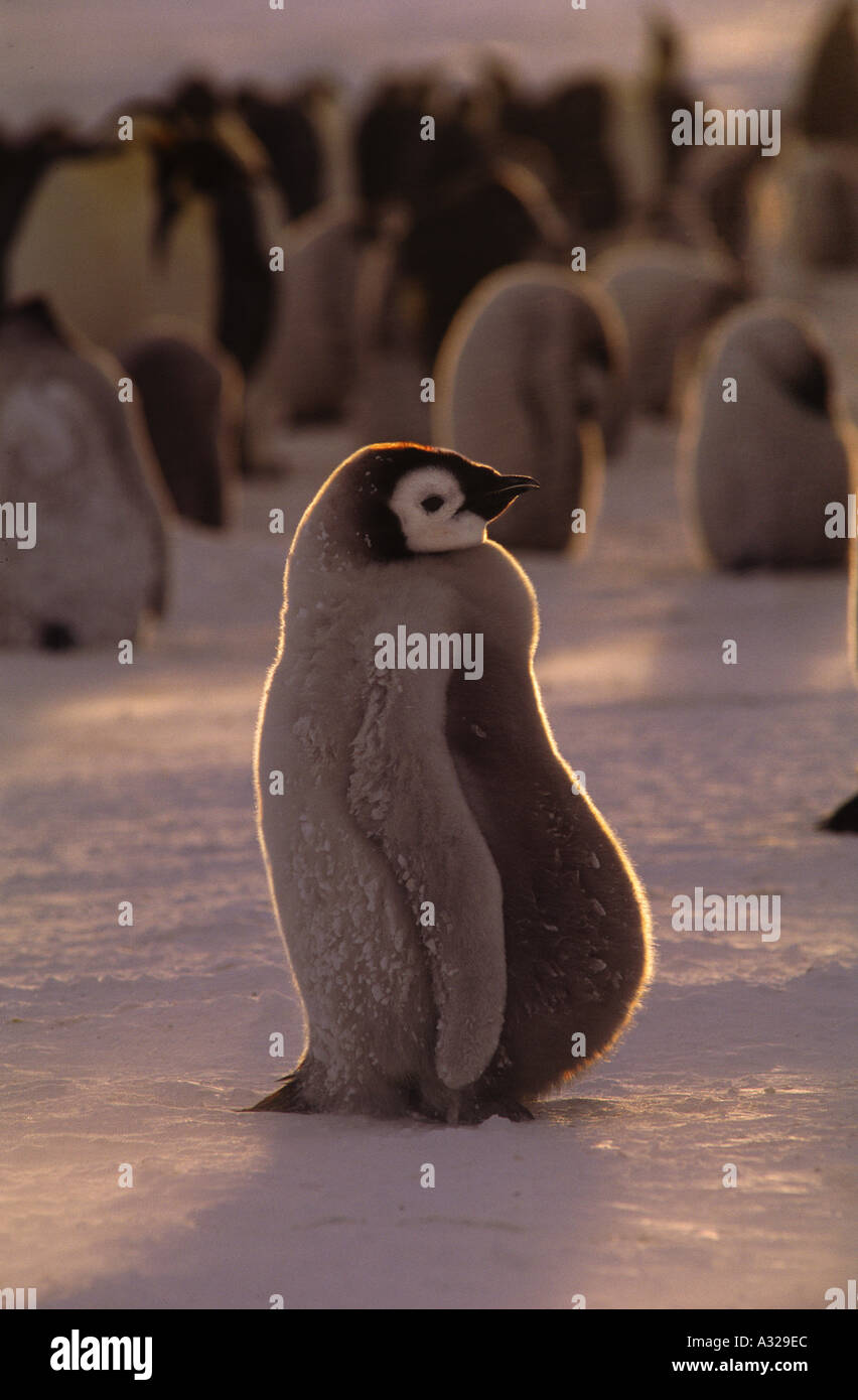 Emperor penguins Antarctica Stock Photo - Alamy