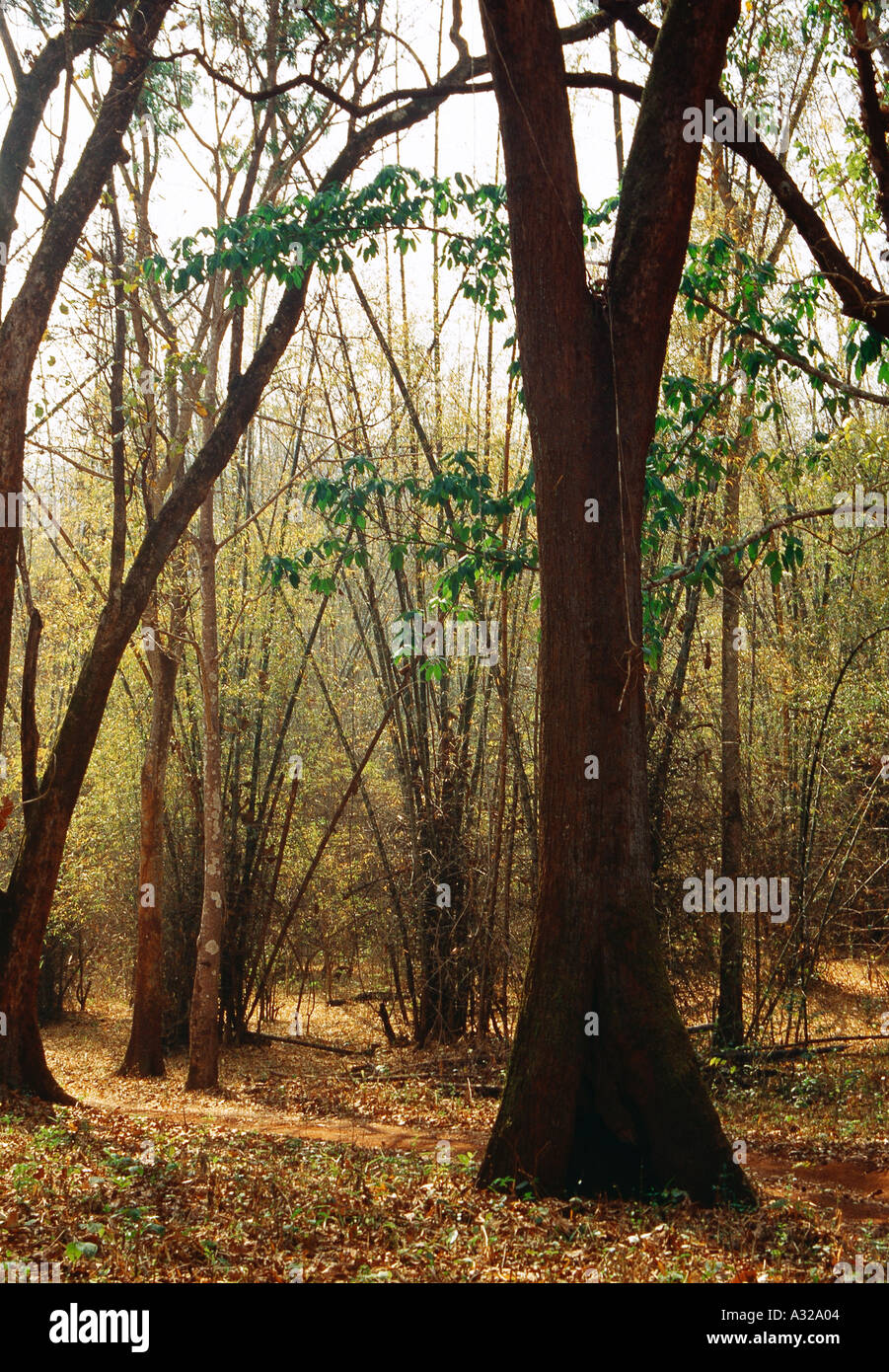 Tall forest trees Bhadra Sanctuary Karnataka India Stock Photo - Alamy