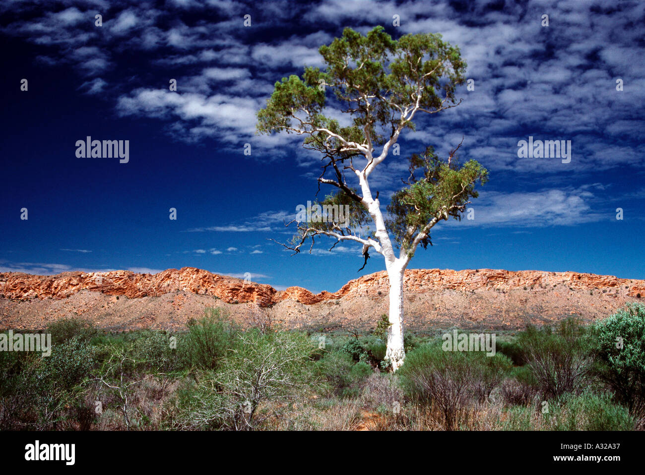 White gum tree hi-res stock photography and images - Alamy