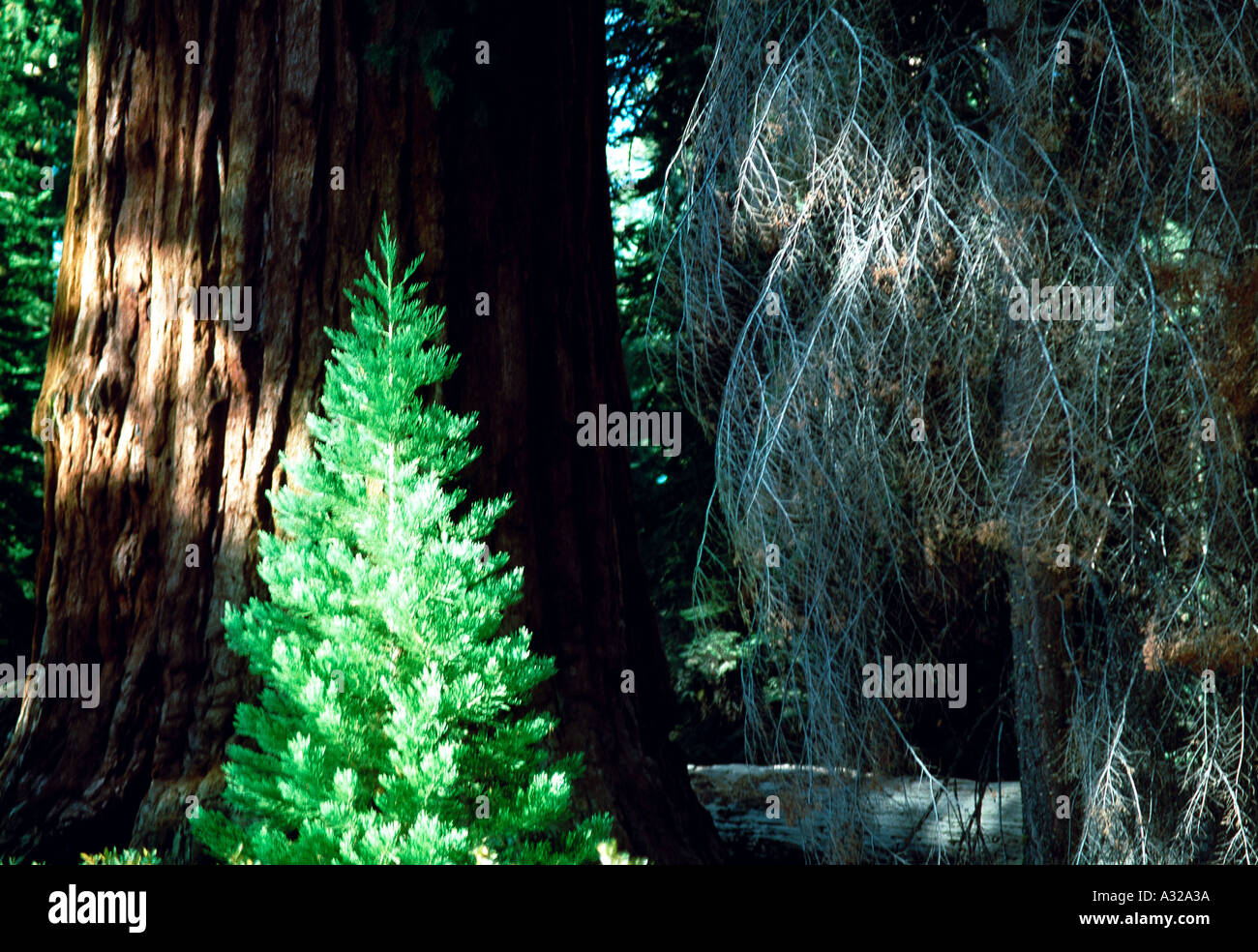 Sequoia national park young tree hi-res stock photography and images ...