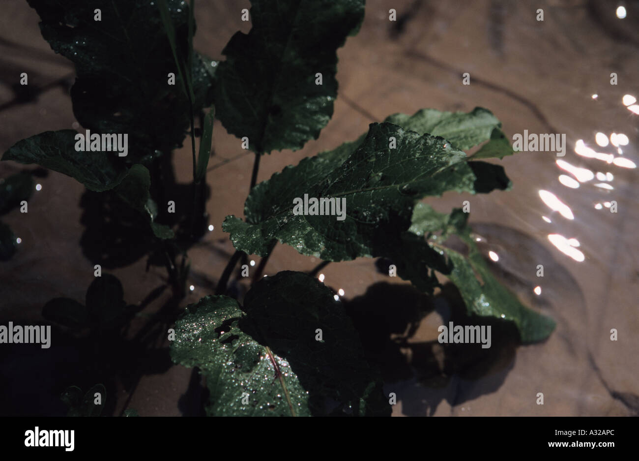 Rivulet plants growing in water in Gauja National Park Latvia Stock ...