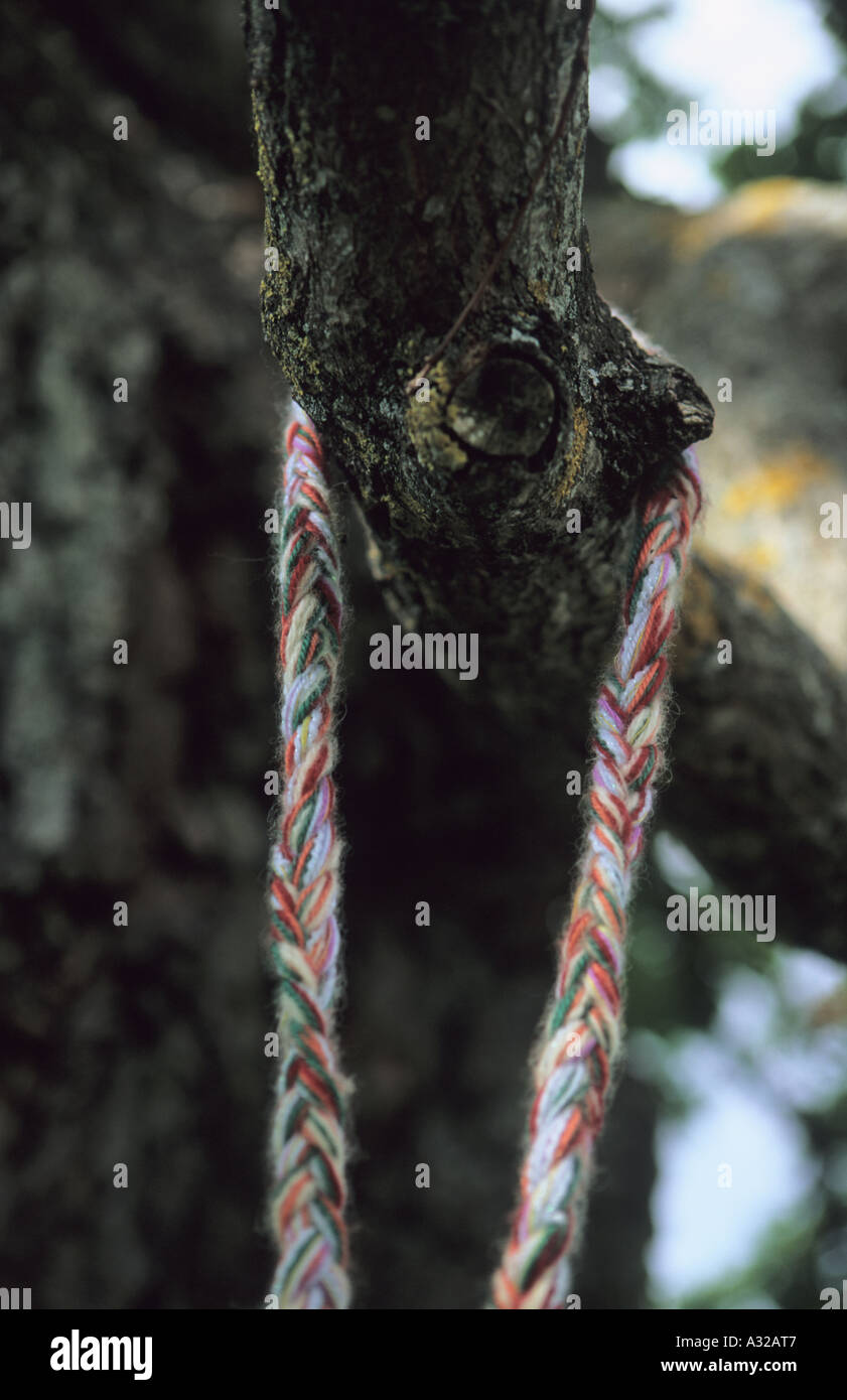 Braid ribbon on Kaive oak branch in Kurzeme Latvia Stock Photo - Alamy