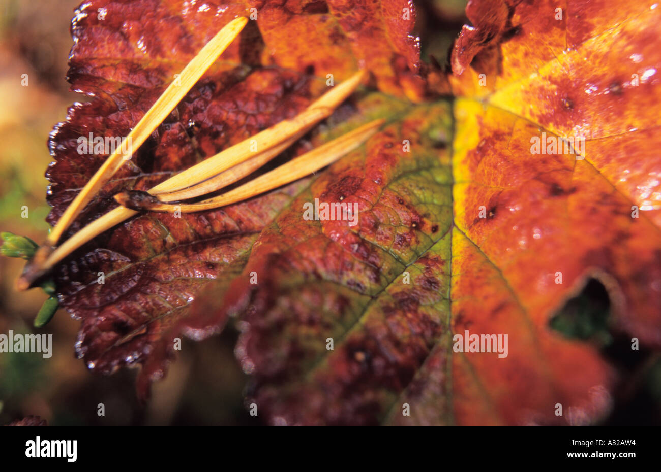Cloudberry plants hi-res stock photography and images - Alamy