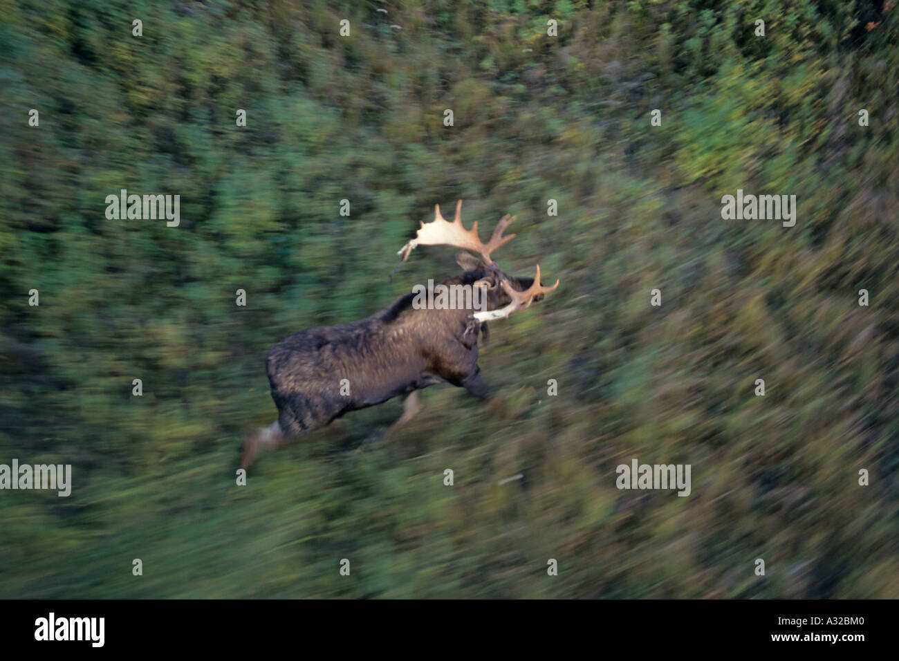 Bull moose pictured from above Kimsquit valley British Columbia Stock ...