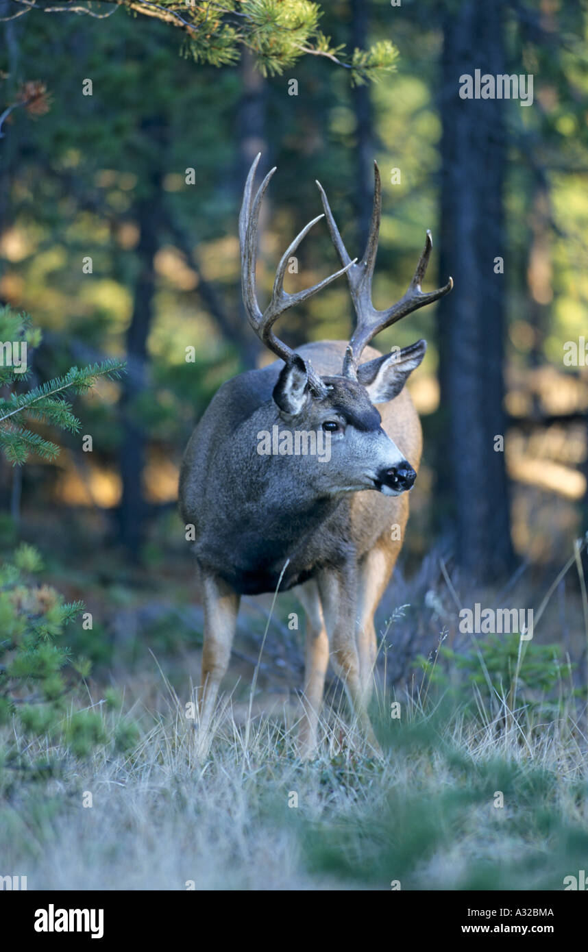 Mule deer buck Jasper National Park Alberta Canada Stock Photo - Alamy