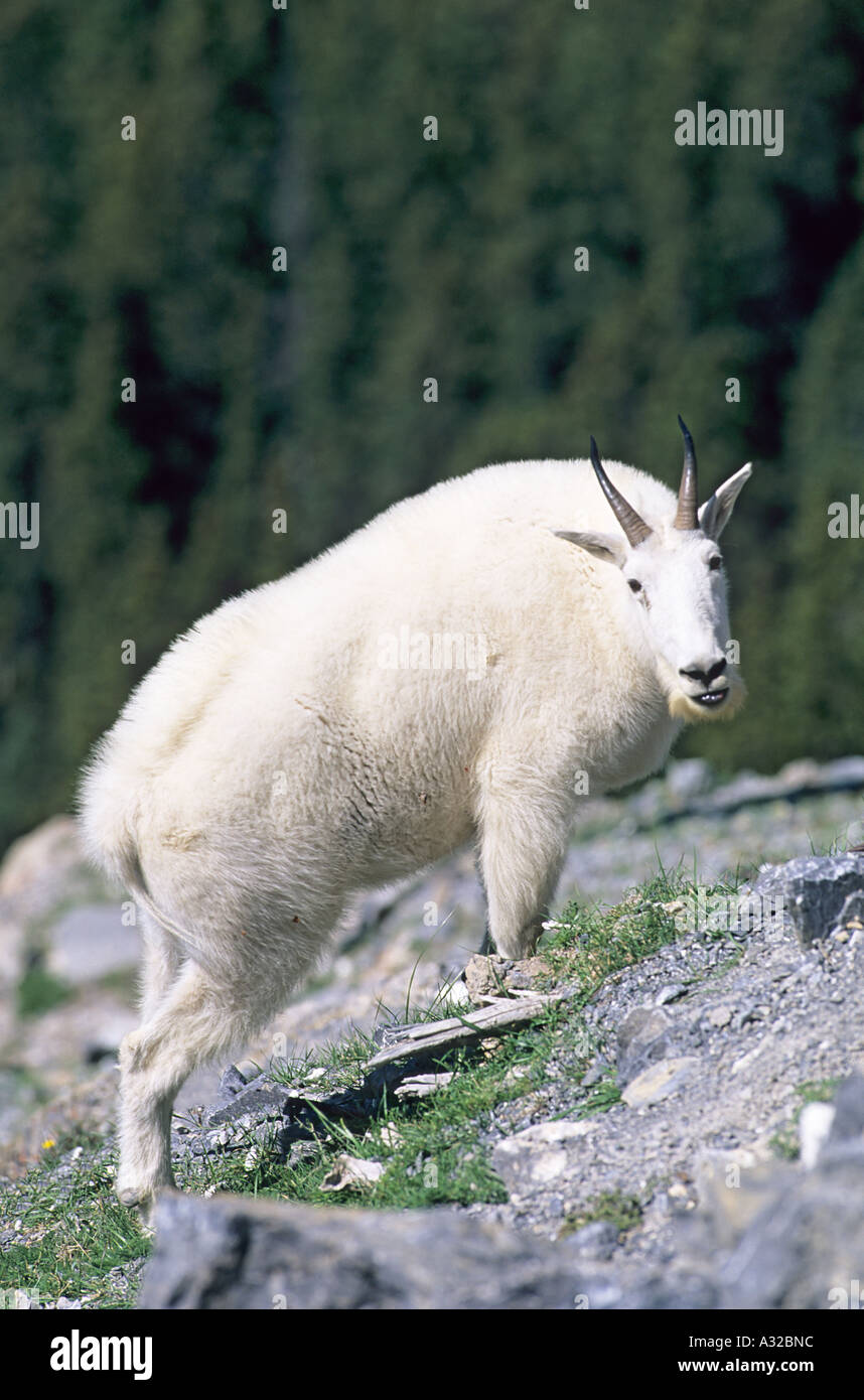 Mountain goat Banff National Park Alberta Stock Photo - Alamy