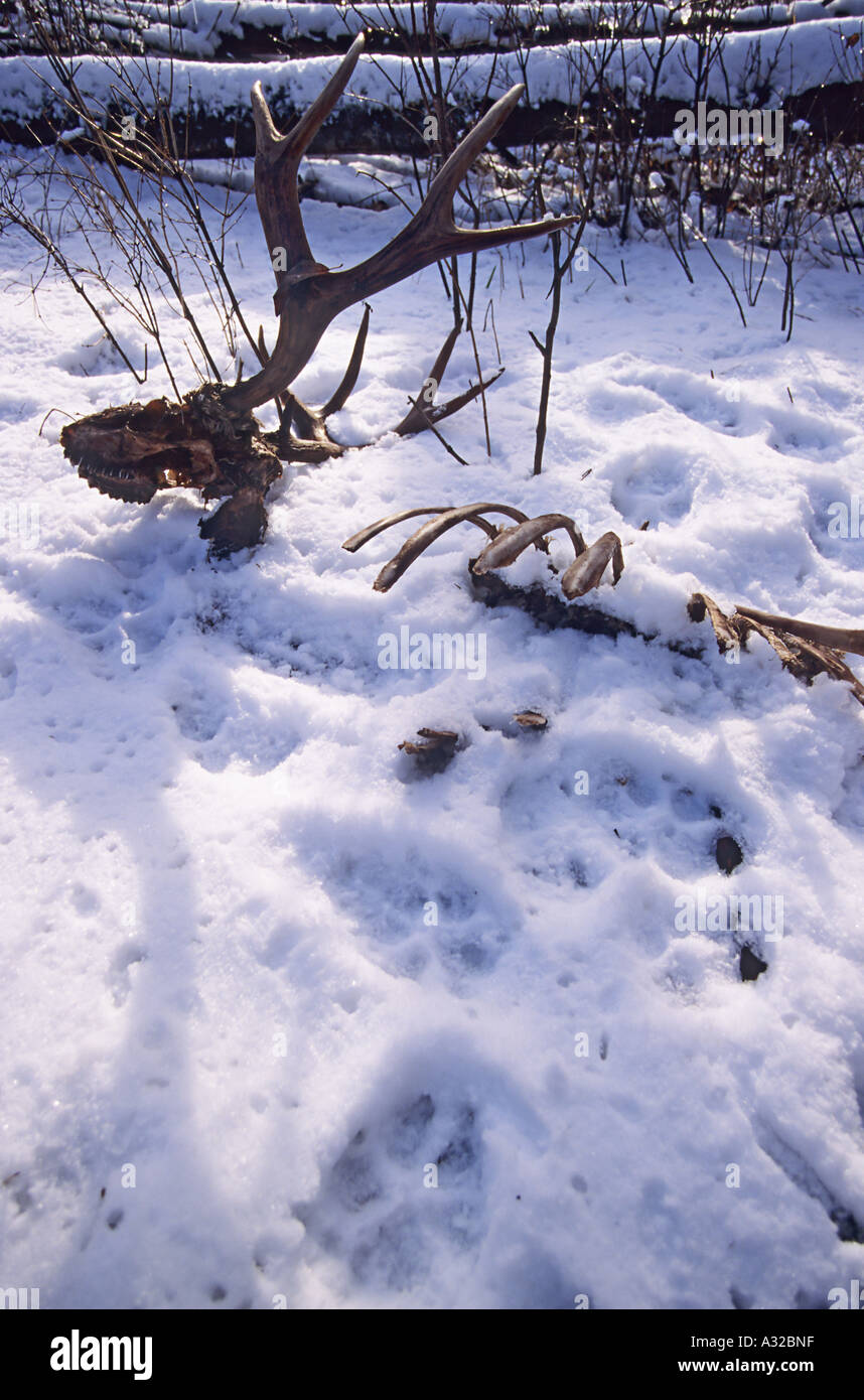 Mule deer buck winter kill with predator tracks in snow Bulkley Valley ...