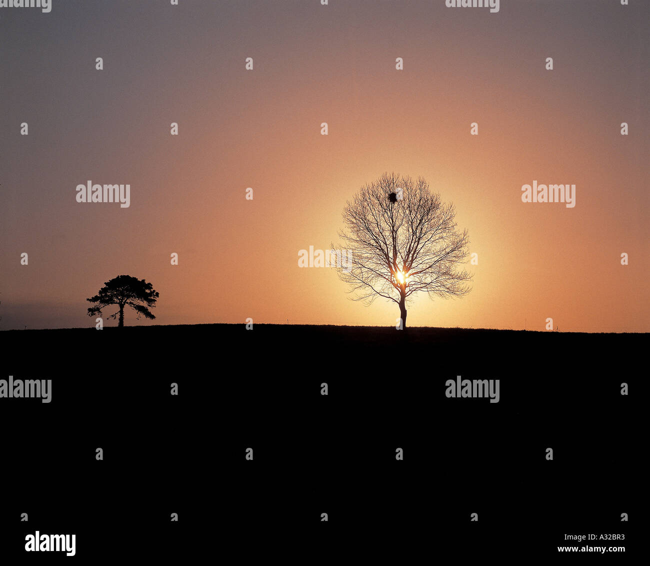 Branchy tree stump hi-res stock photography and images - Alamy