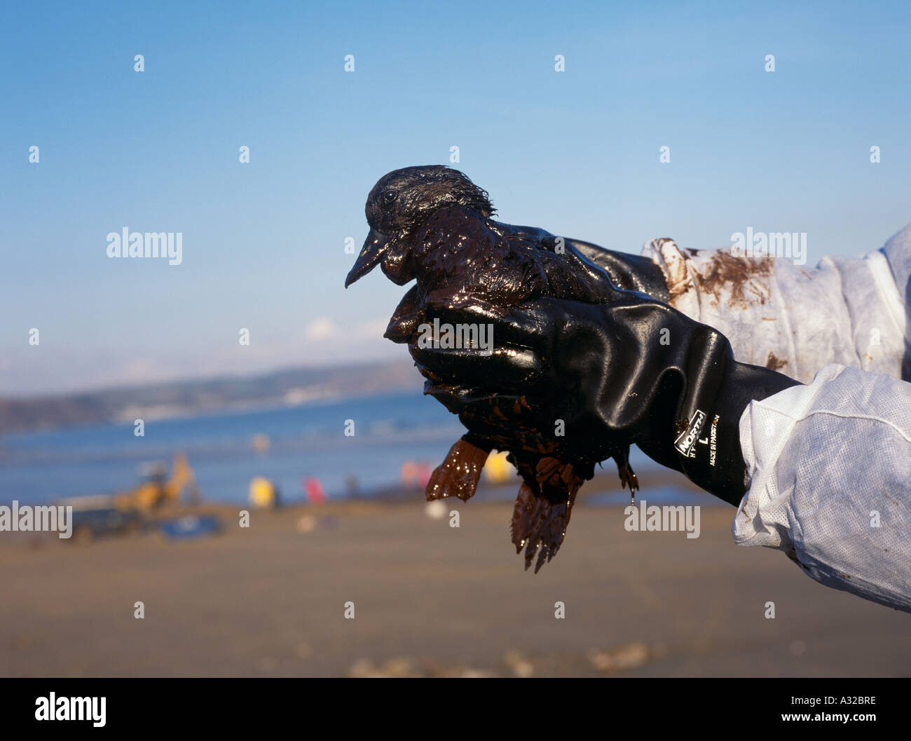 Oil covered duck hi-res stock photography and images - Alamy