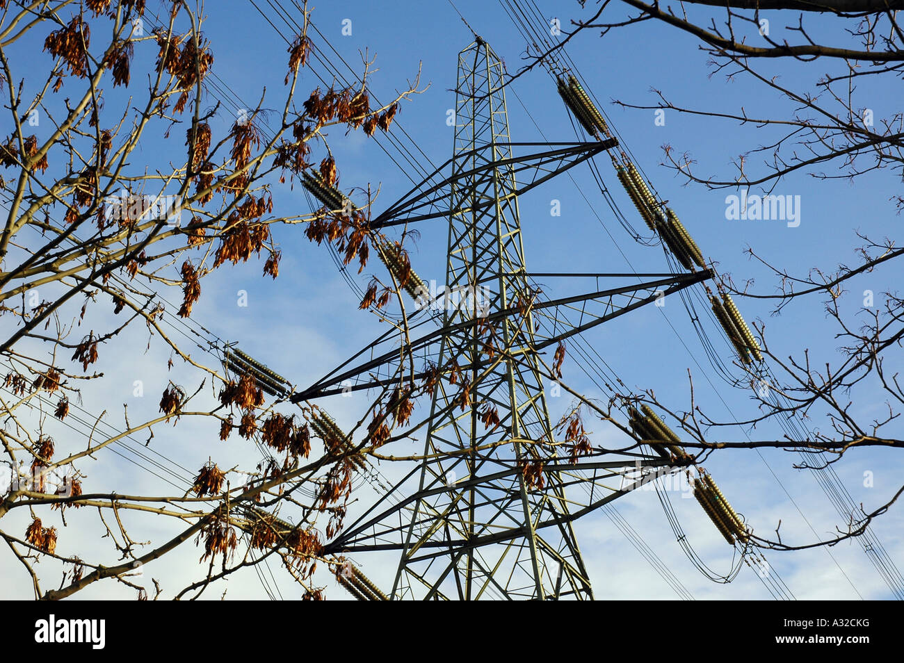 Electricity pylon set against blue sky and viewed through the leaves ...