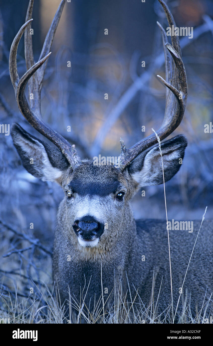 Mule deer buck Jasper National Park Alberta Stock Photo - Alamy