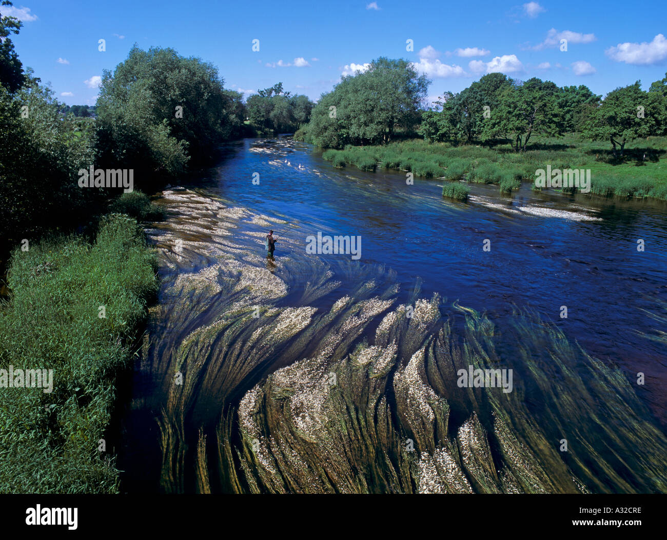 One man fishing in river with water crowfoot beds river Dee Bangor on ...