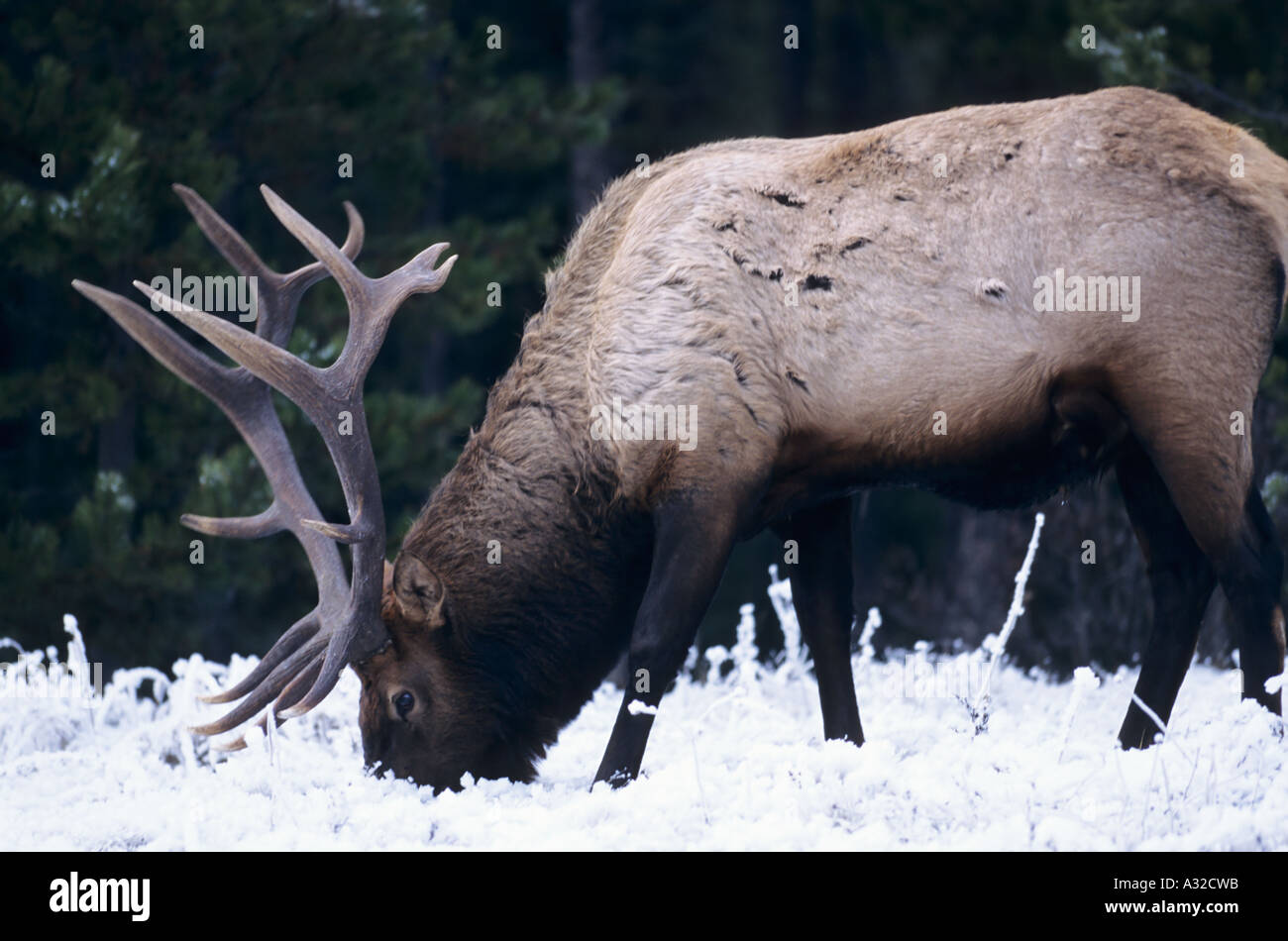 Elk Jasper National Park Alberta Canada Stock Photo - Alamy