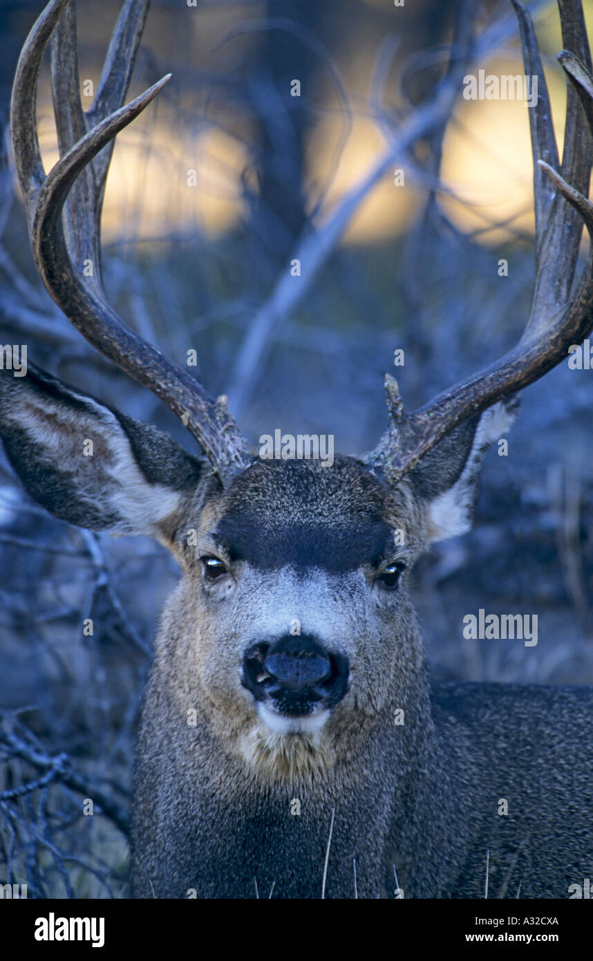 Mule deer buck Jasper National Park Alberta Stock Photo - Alamy
