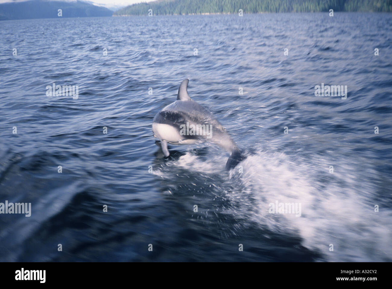 Pacific White sided Dolphin Knight Inlet British Columbia Stock Photo ...