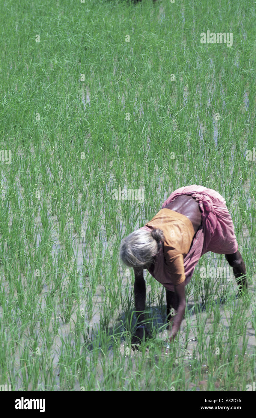 Catching Fish in a paddy field Stock Photo - Alamy