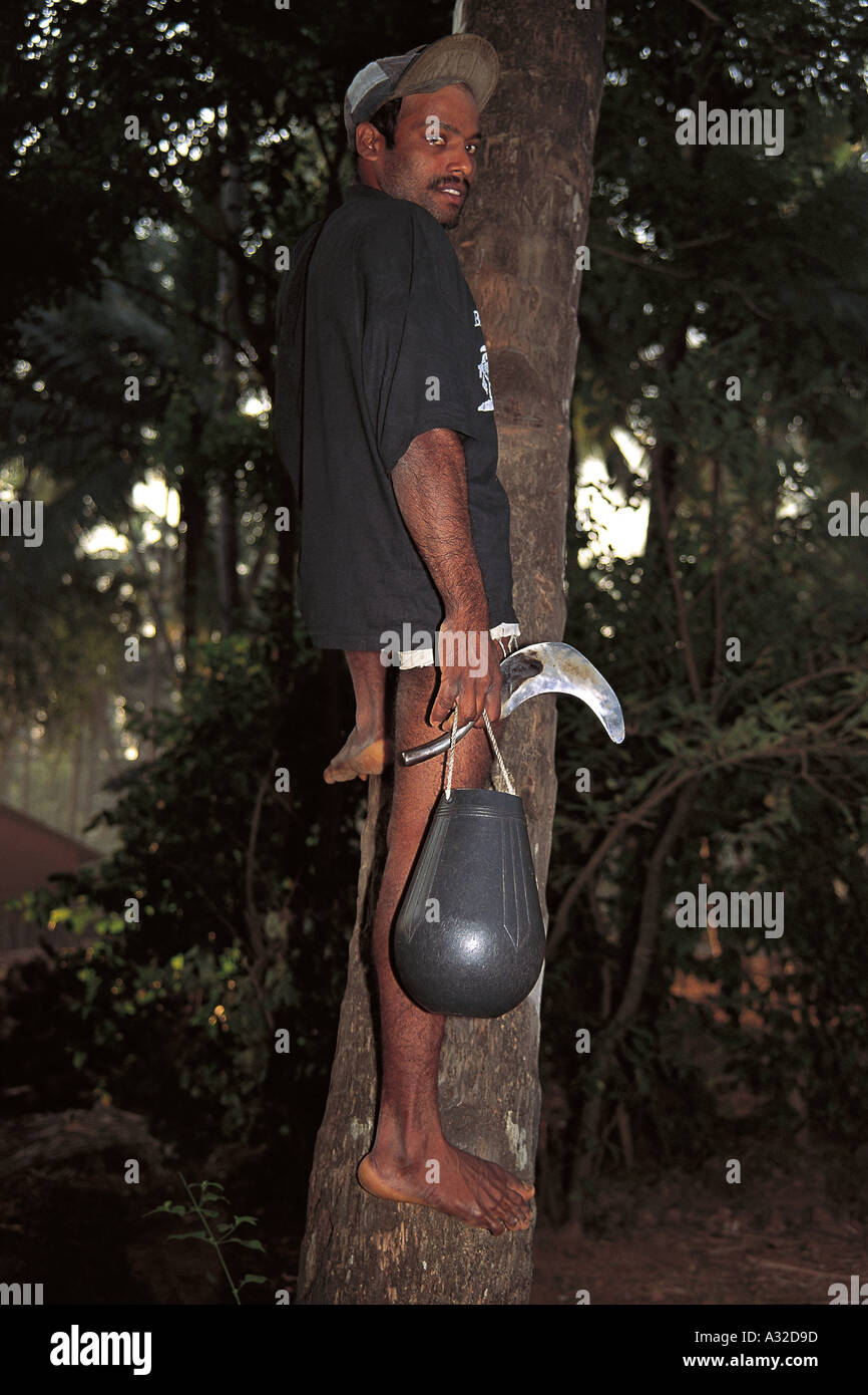 Toddy tapper hi-res stock photography and images - Alamy