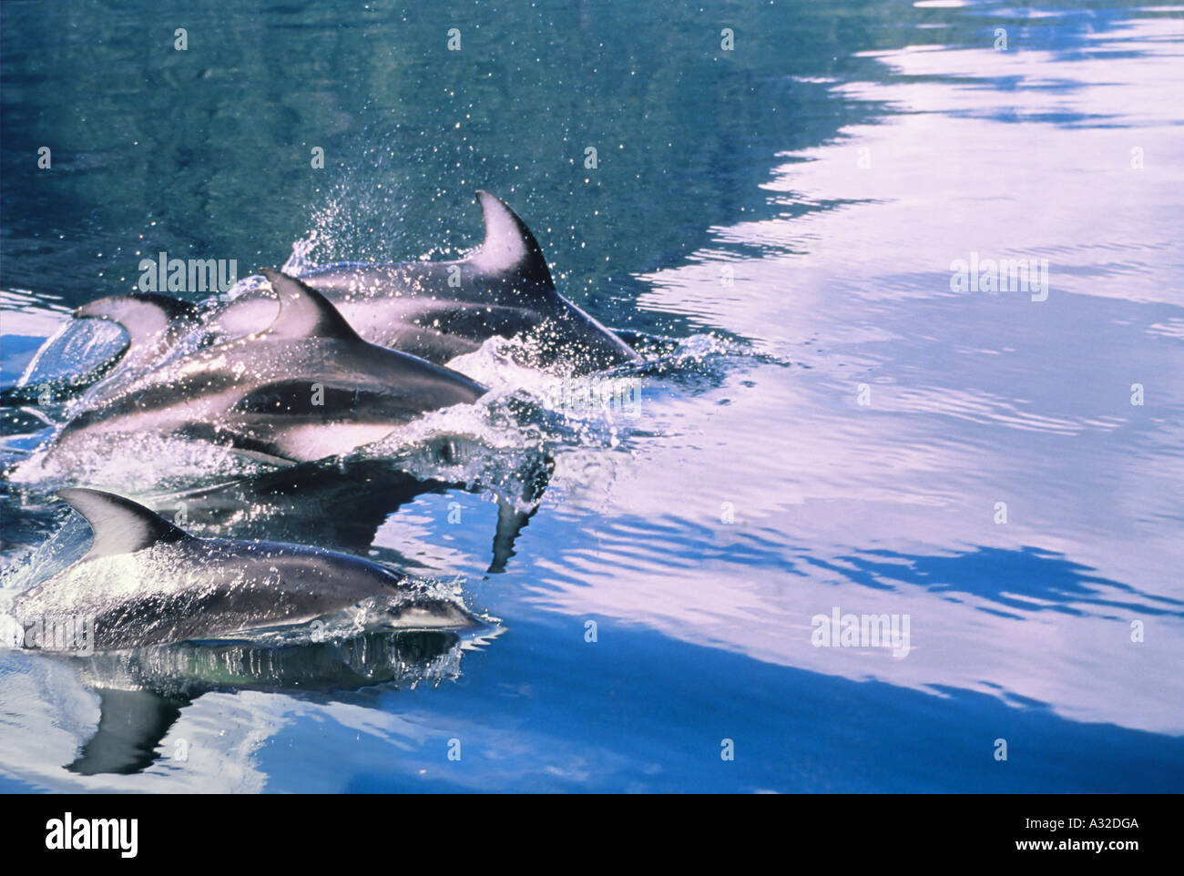 Pacific White sided Dolphins Knight Inlet British Columbia Stock Photo ...