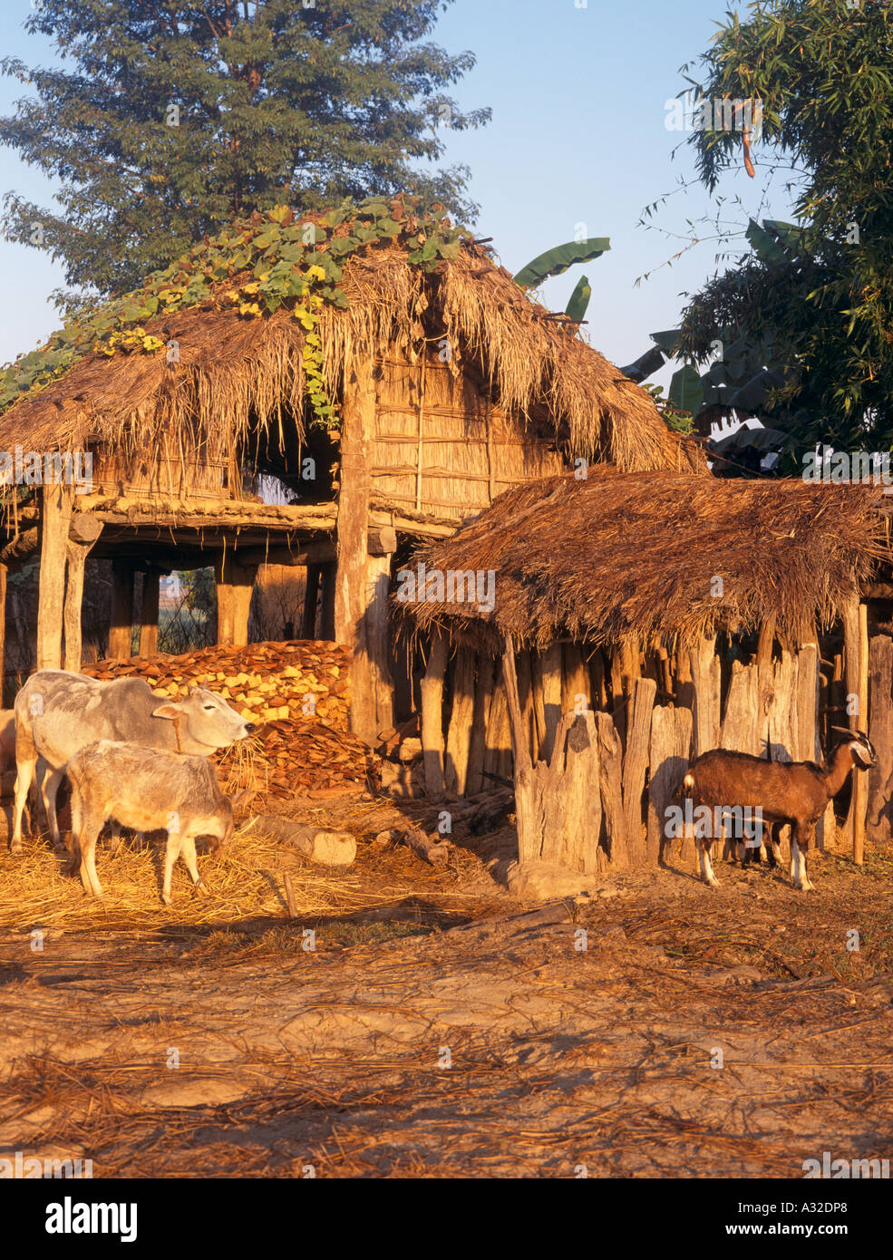 Cattle and goats in agricultural houses Nepal Asia Stock Photo - Alamy