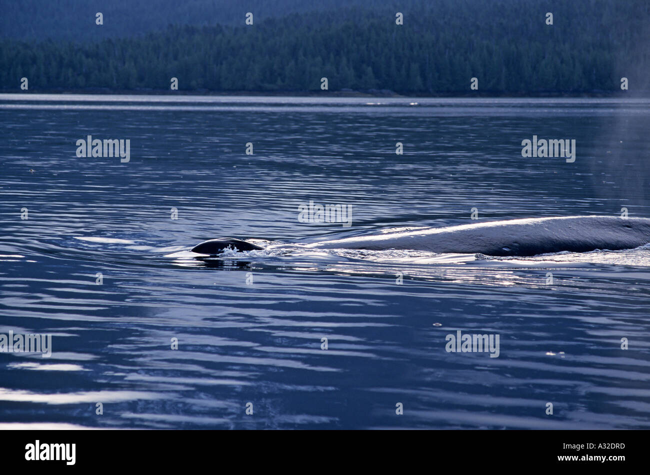 Humpback whale Work Channel British Columbia Stock Photo - Alamy