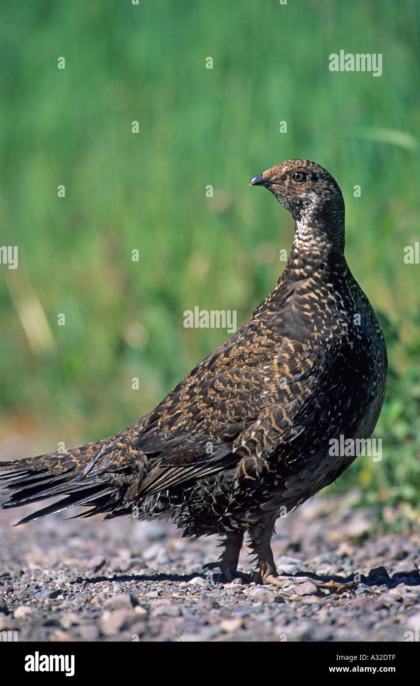 Blue grouse female Smithers British Columbia Stock Photo - Alamy