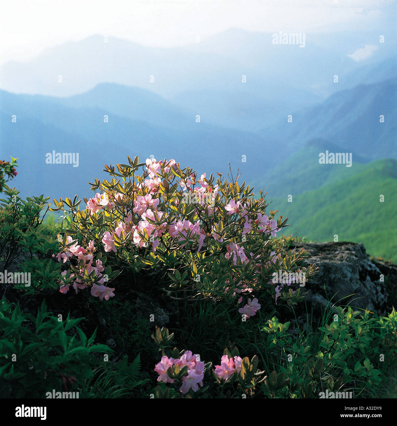 Royal azalea blossom with green grassess Stock Photo - Alamy