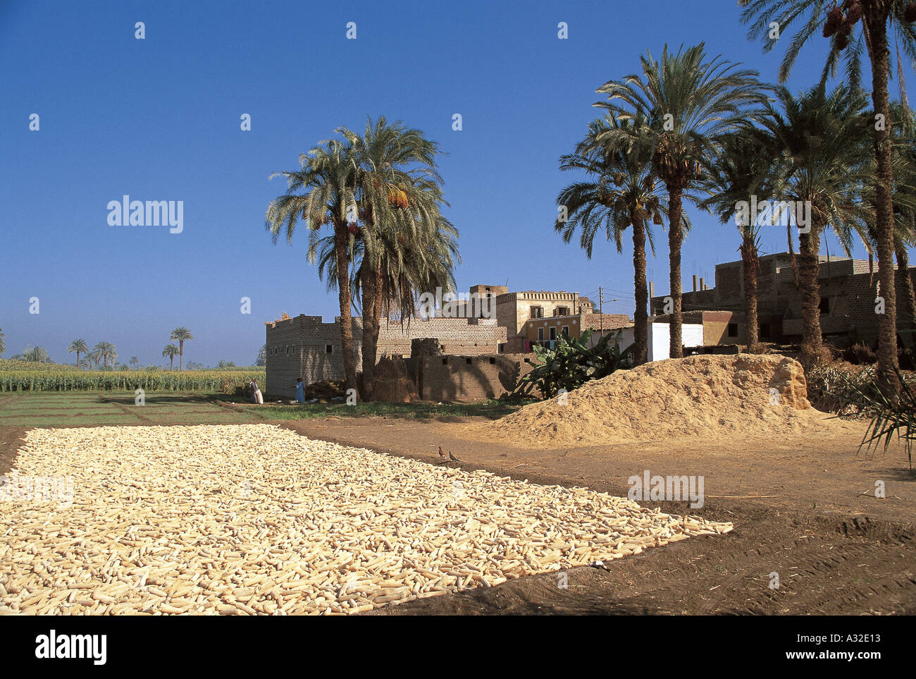 Corn egypt hi-res stock photography and images - Alamy