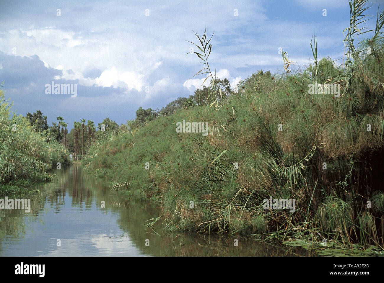 Egypt papyrus reeds hi-res stock photography and images - Alamy