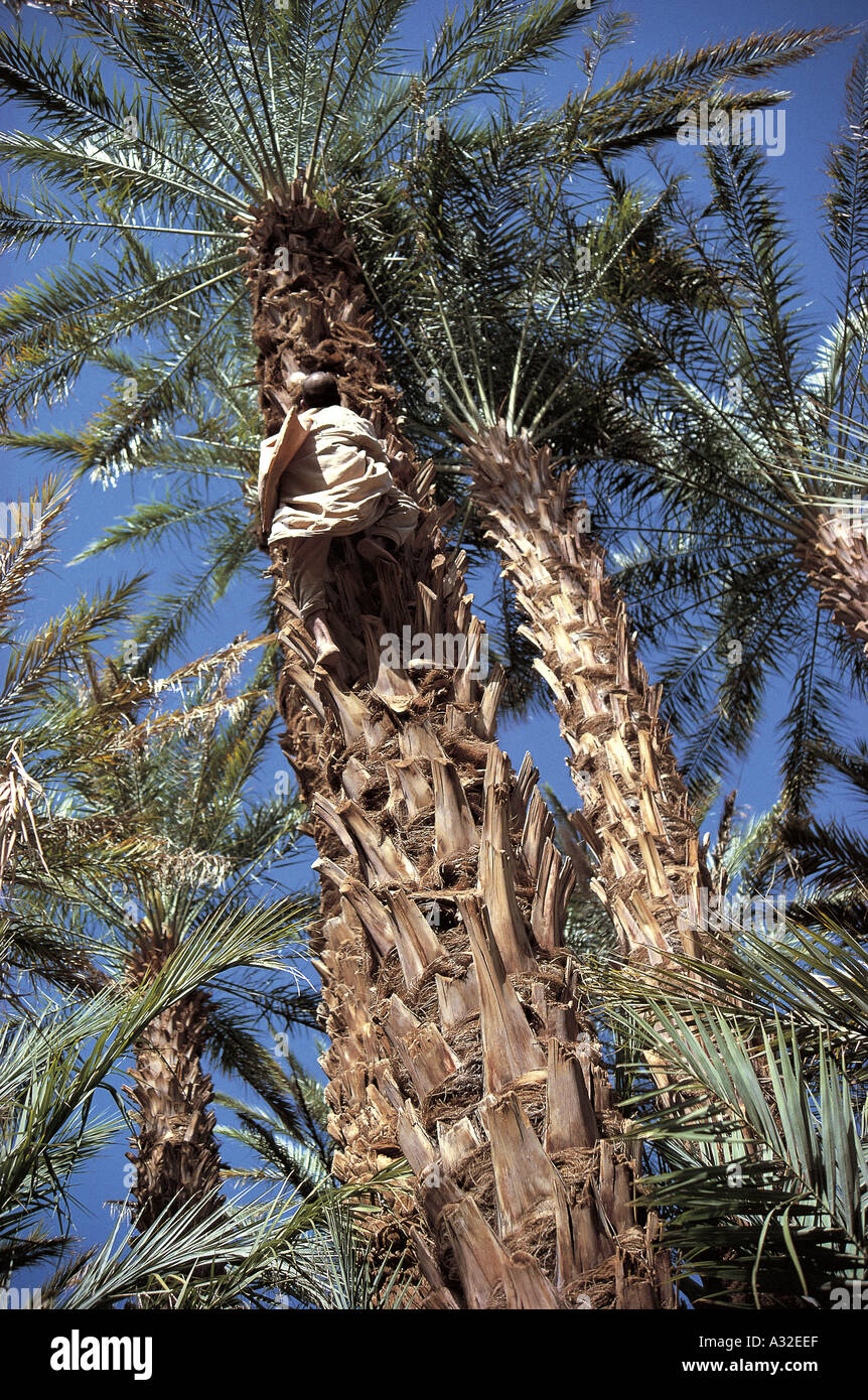 The official pollinator climbing a date-palm in the Tafilalet region of ...