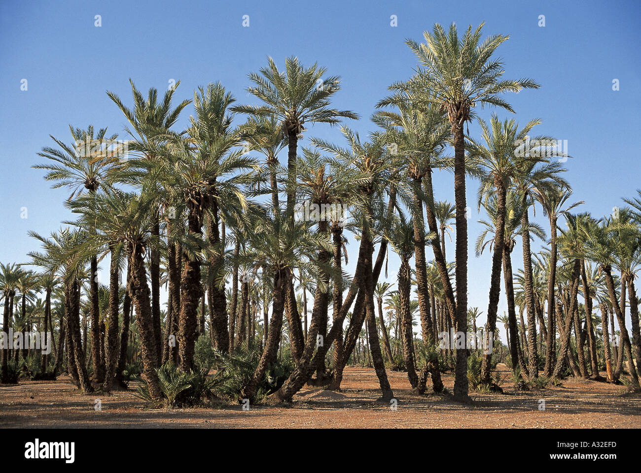 A date palm grove known as La Palmerie, outside Marrakech, Morocco ...